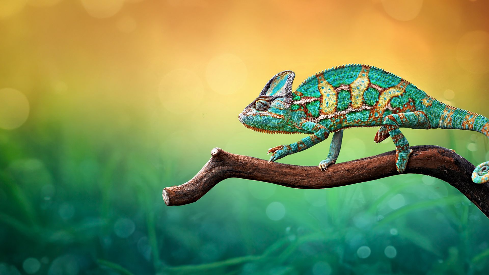 Stream Chameleons of the World | MagellanTV